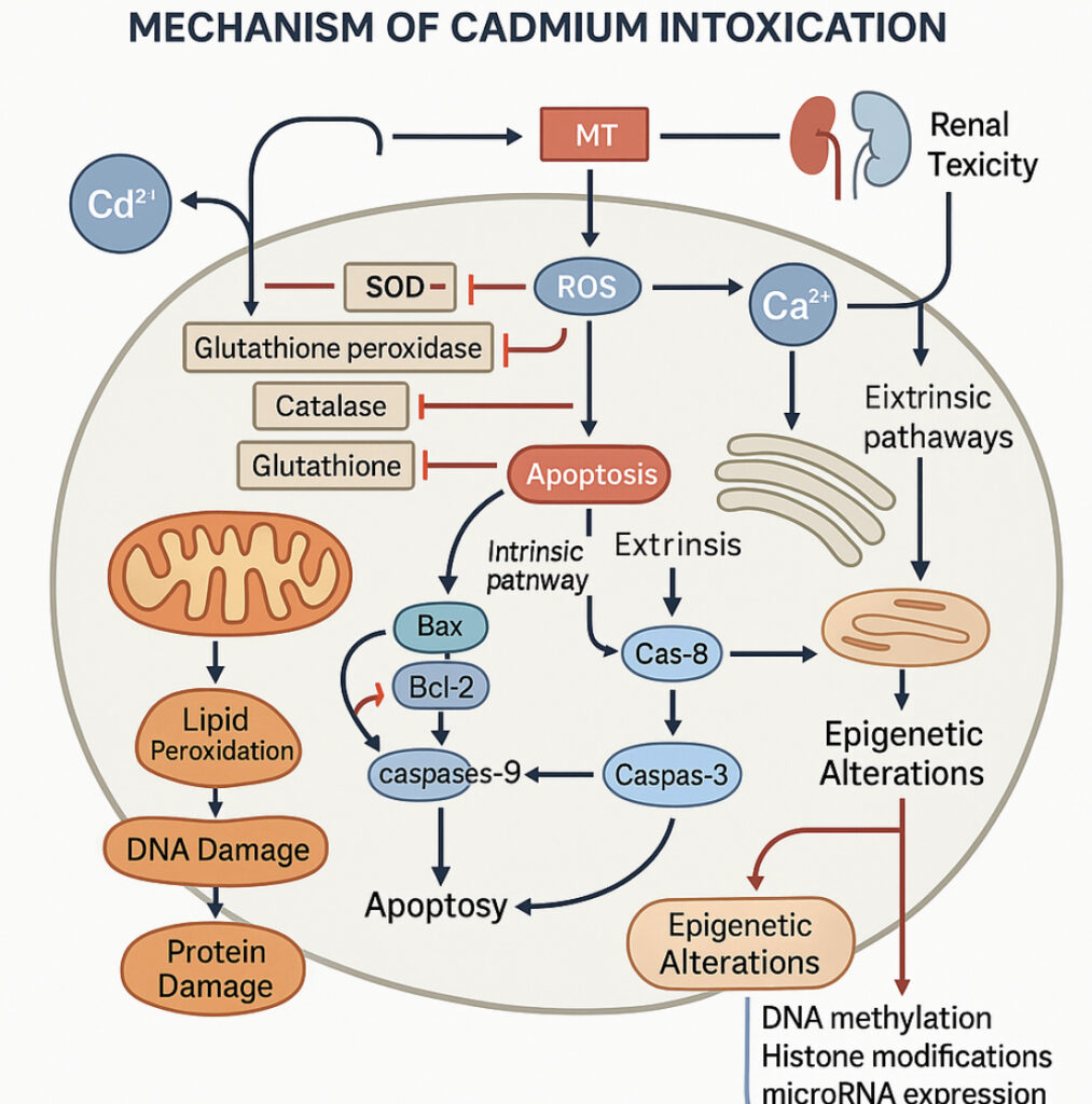 The Persistent Threat of Cadmium: From Environmental Exposure to Multi ...