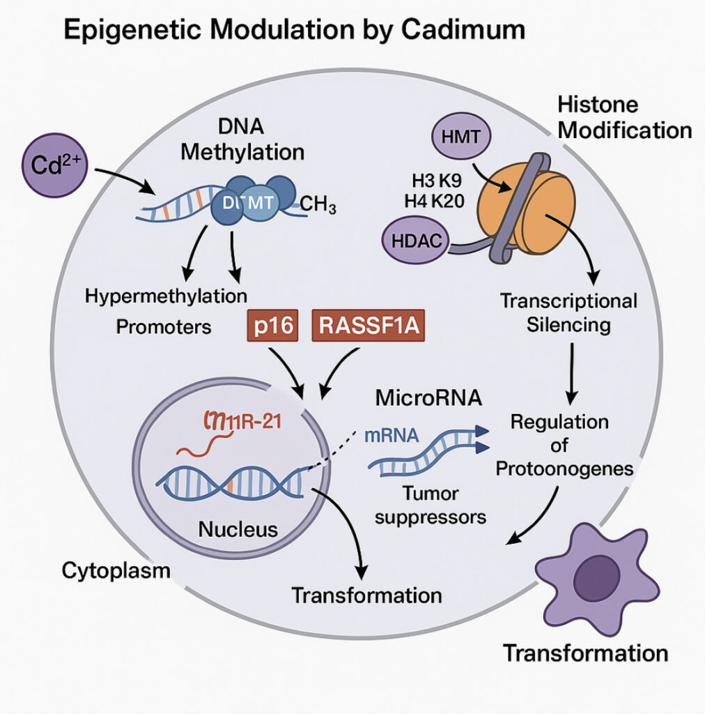 The Persistent Threat of Cadmium: From Environmental Exposure to Multi ...